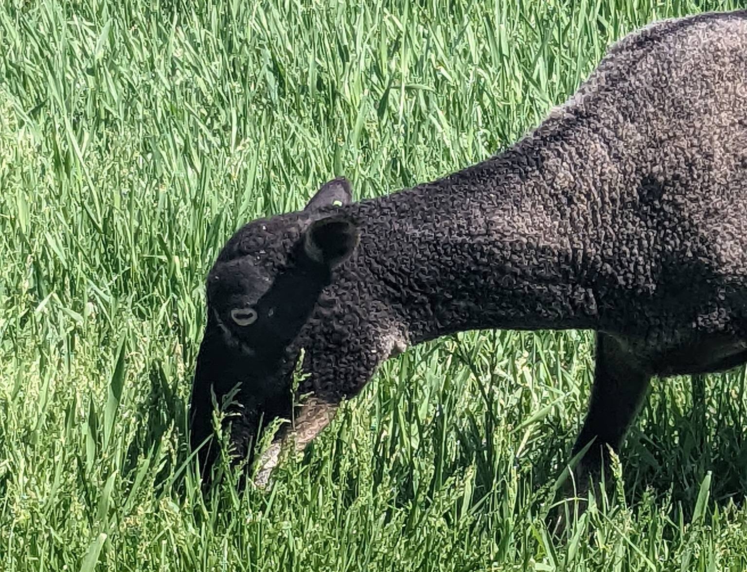 Sheep – Sundance Rescue & Recovery