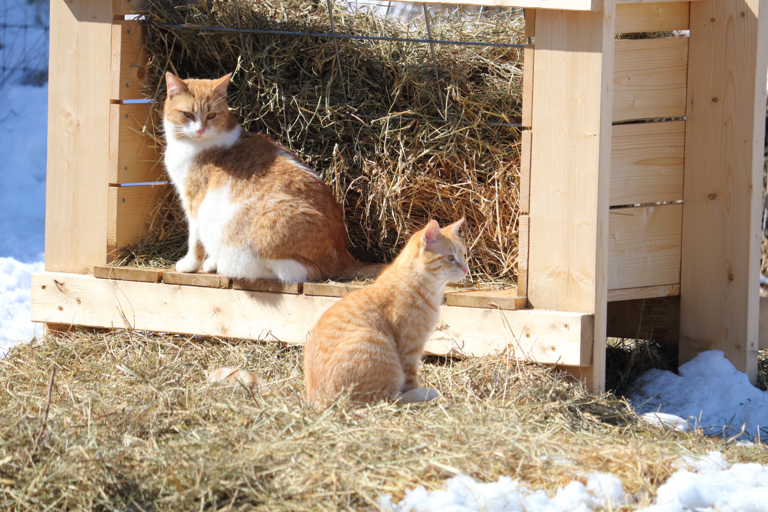 Sundance Residents – Sundance Rescue & Recovery