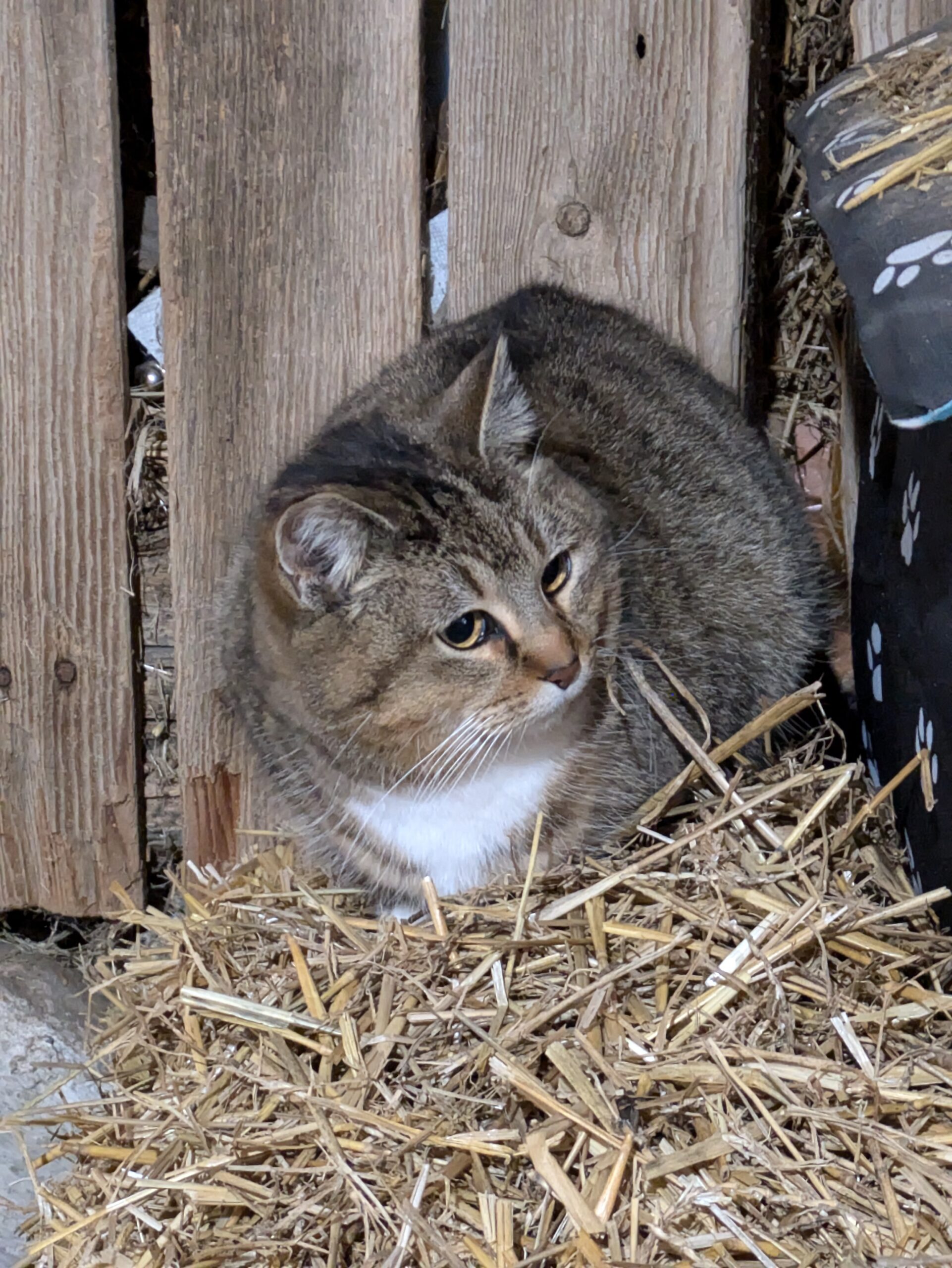 Construction Cats – Sundance Rescue & Recovery